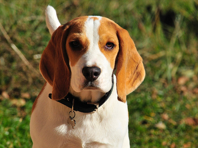 8 Most Friendliest Dog Breeds | Mypetzilla 8 Most Friendliest Dog Breeds | Mypetzilla