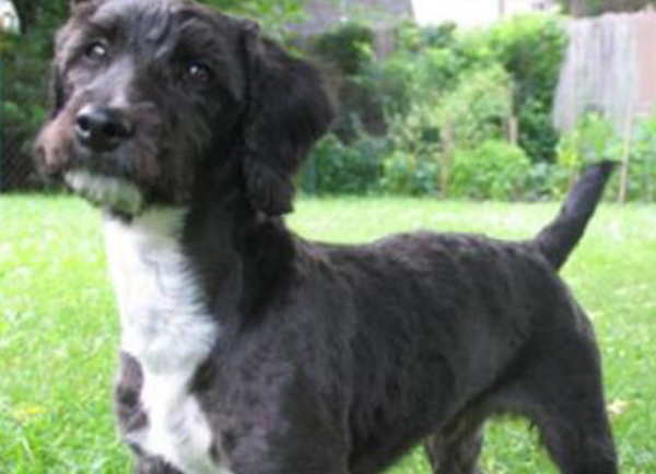 Jackapoo Dog Breed Information, Breed Overview, Pet Breed Information ...