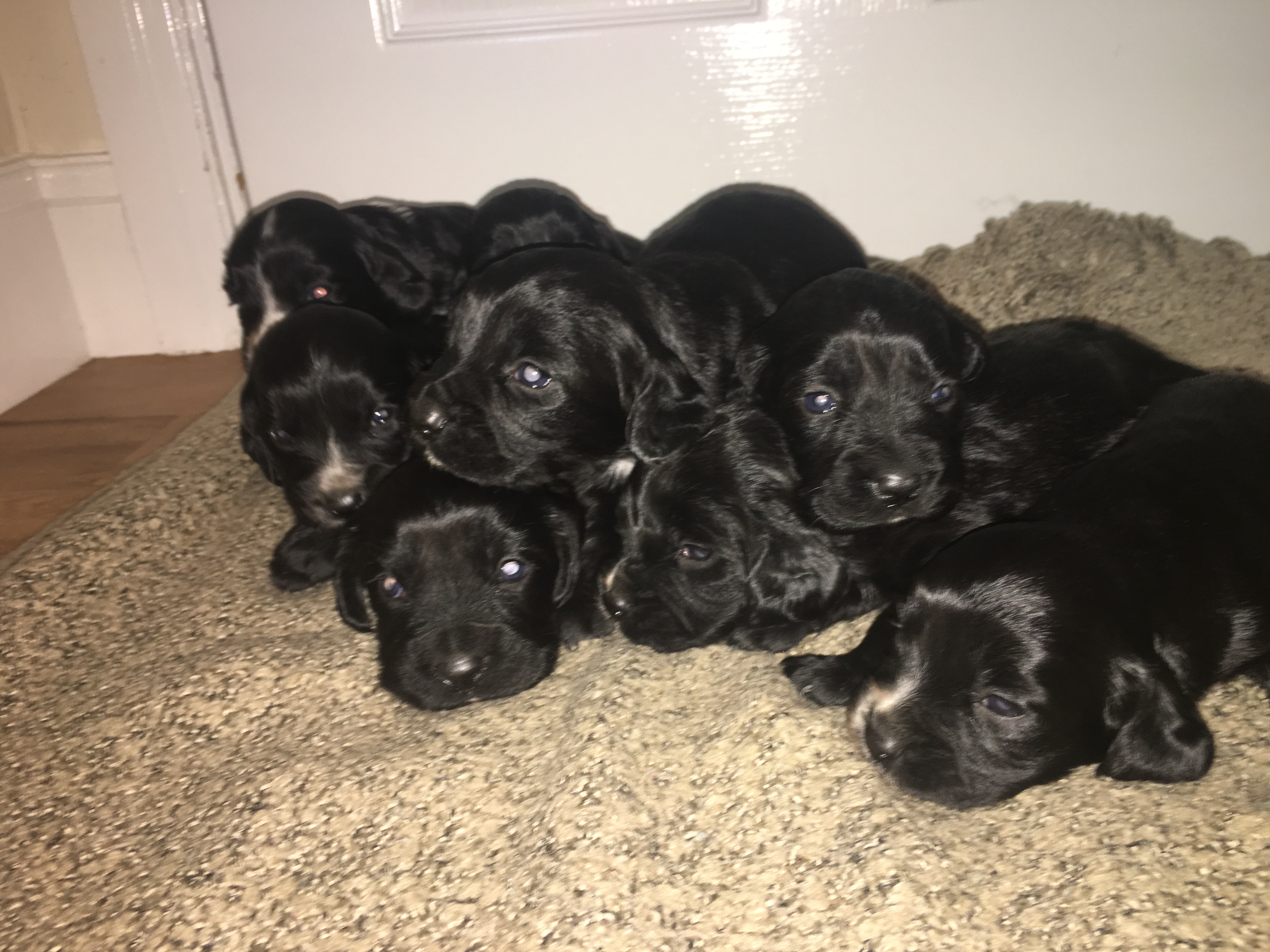 COCKER SPANIEL PUPPIES KC REGISTERED| Clumber Spaniel for Sale Near Me ...