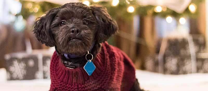 Shihpoo Dog Breed Information, Photos, Overview and Facts | Mypetzilla