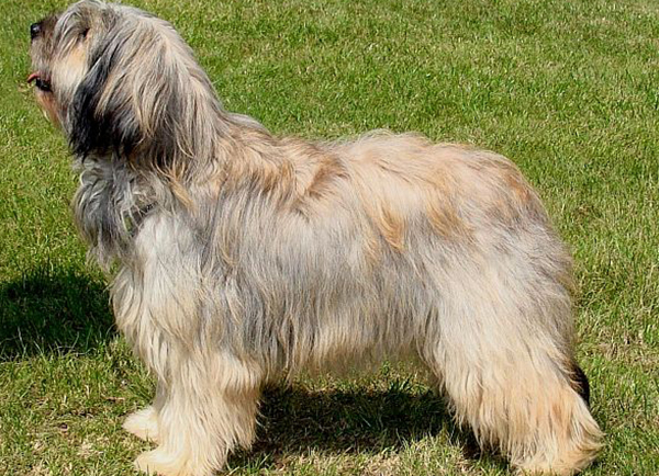 Portuguese Sheepdog | Dog Breeds Facts, Advice & Pictures | Mypetzilla UK