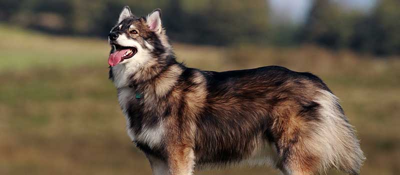 Utonagan Dog Breed Information, Photos, Overview and Facts | Mypetzilla