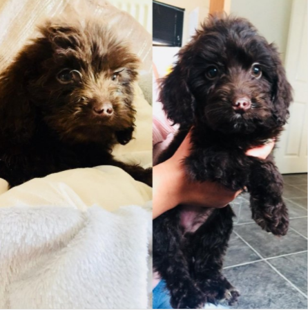 chocolate cockapoo puppies| Cockapoo for Sale Near Me in hampshire ...
