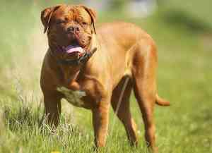 Dog Breeds | A-Z Dog Breed Selector | Mypetzilla