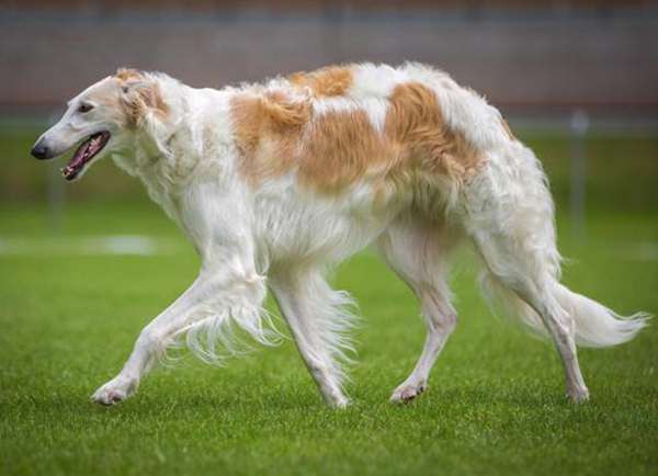 Borzoi - Dog Breed | Mypetzilla