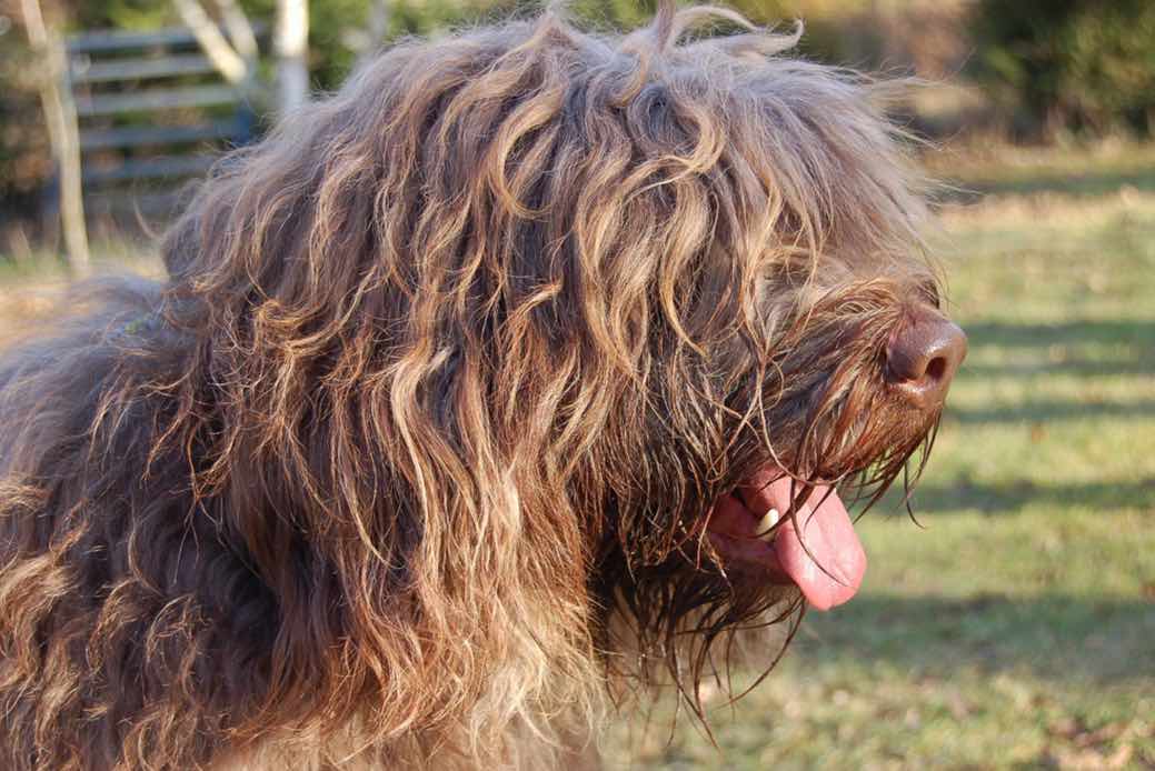 Portuguese Sheepdog | Dog Breeds Facts, Advice & Pictures | Mypetzilla UK