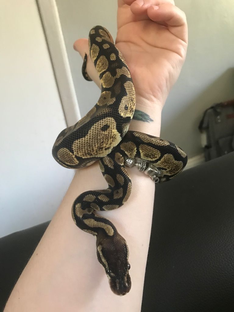 Royal Pythons For Sale| Python Snake for Sale Near Me in Kidderminster ...