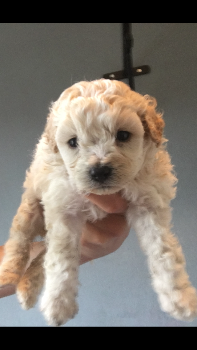 Adorable cavachon x jackapoo puppies | Mixed Breed for Sale Near Me in ...