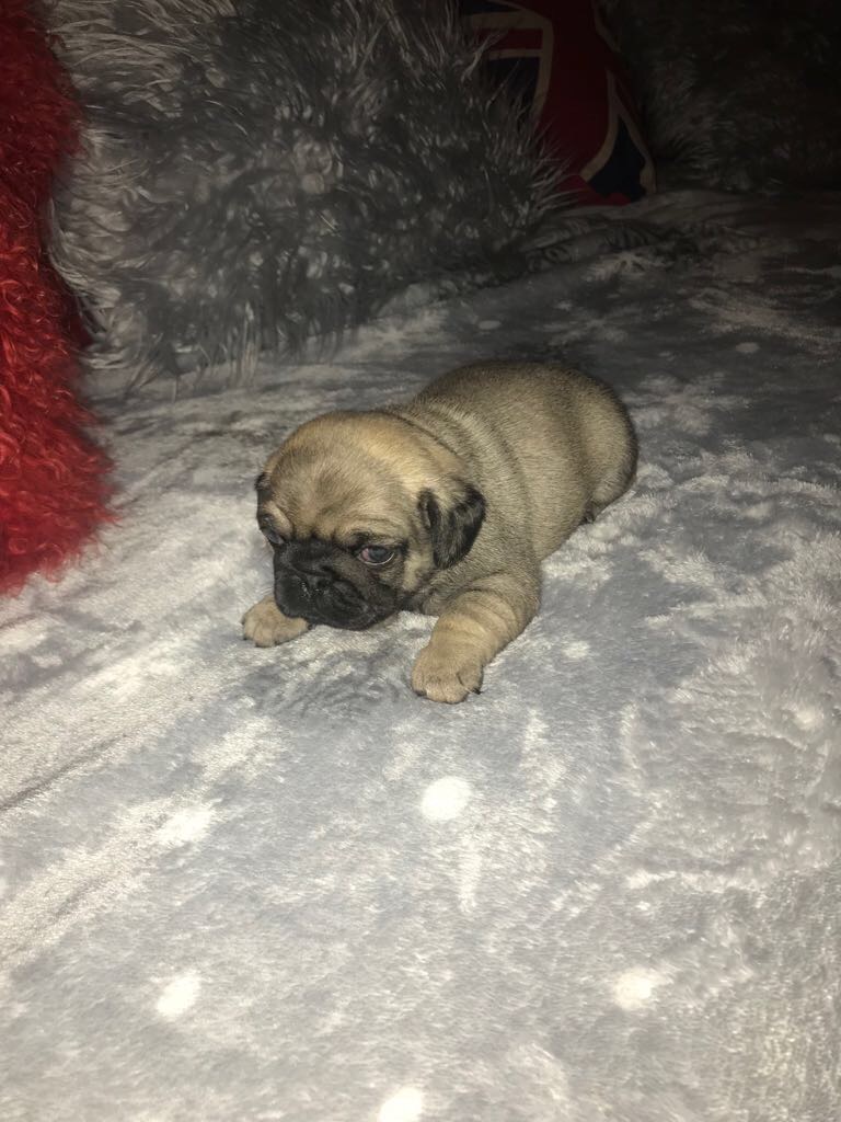 BEAUTIFUL HEALTHY CHUNKY PUG PUPPIES FOR SALE| Pug for Sale Near Me in ...
