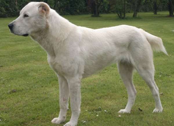 Dog Breeds | Dog Breed Selector & Information | Mypetzilla