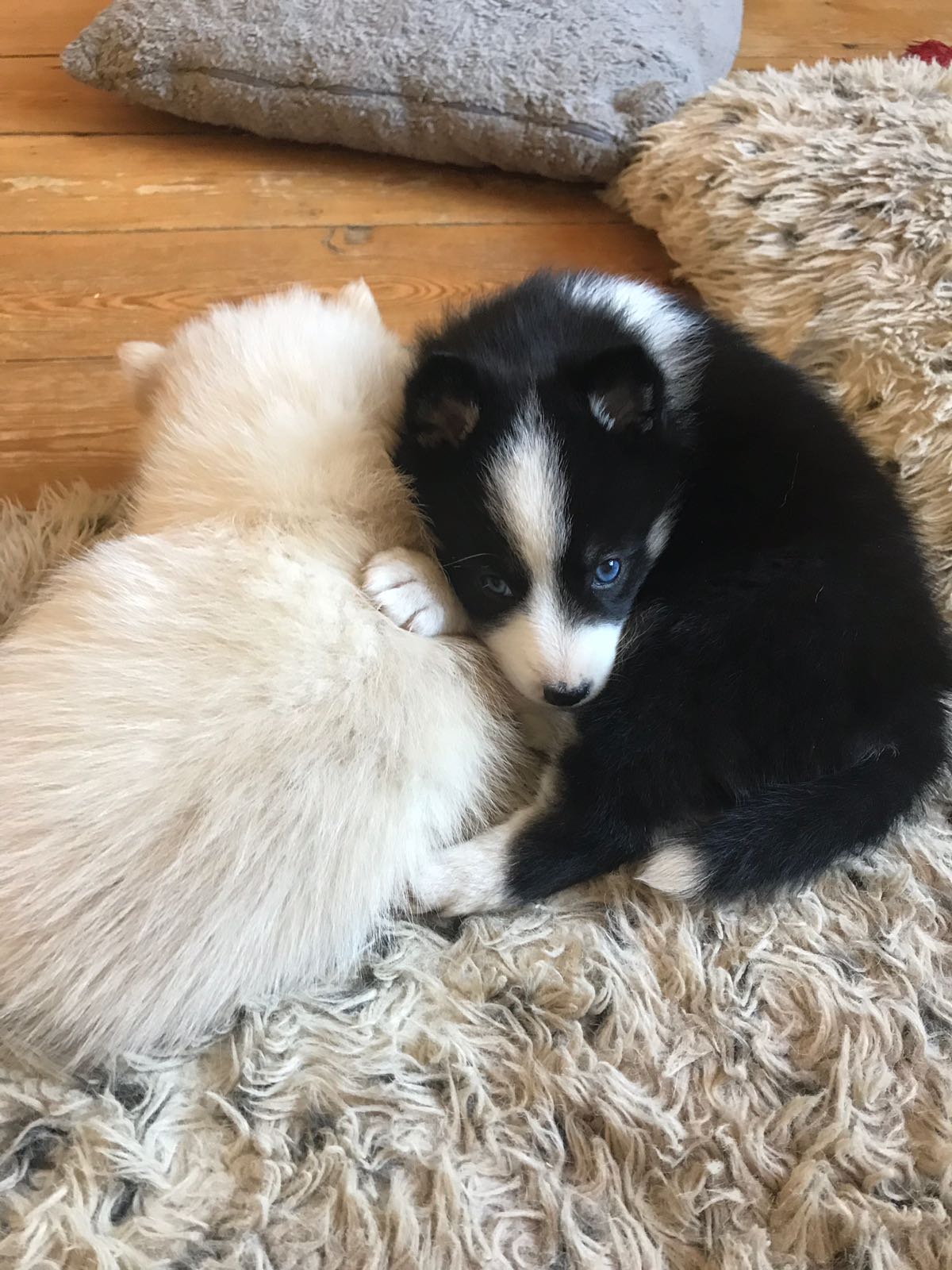 Pomsky f2 Puppies | Mixed Breed for Sale Near Me in Swindon| Mypetzilla UK