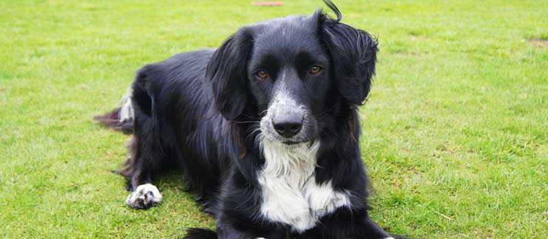 Springador Dog Breed Information, Photos, Overview and Facts | Mypetzilla