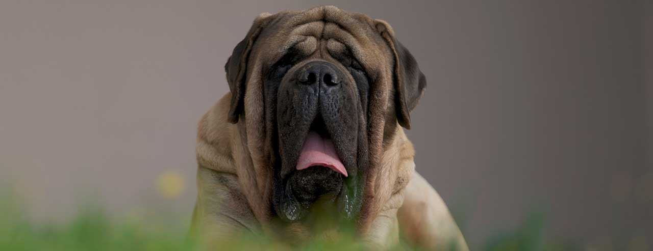 Mastiff Dog Breed Information, Photos, Overview and Facts | Mypetzilla