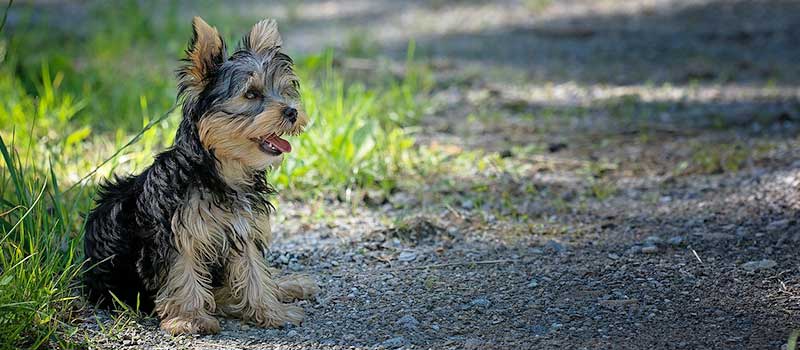Yorkshire Terrier Dog Breed Information, Photos, Overview and Facts ...