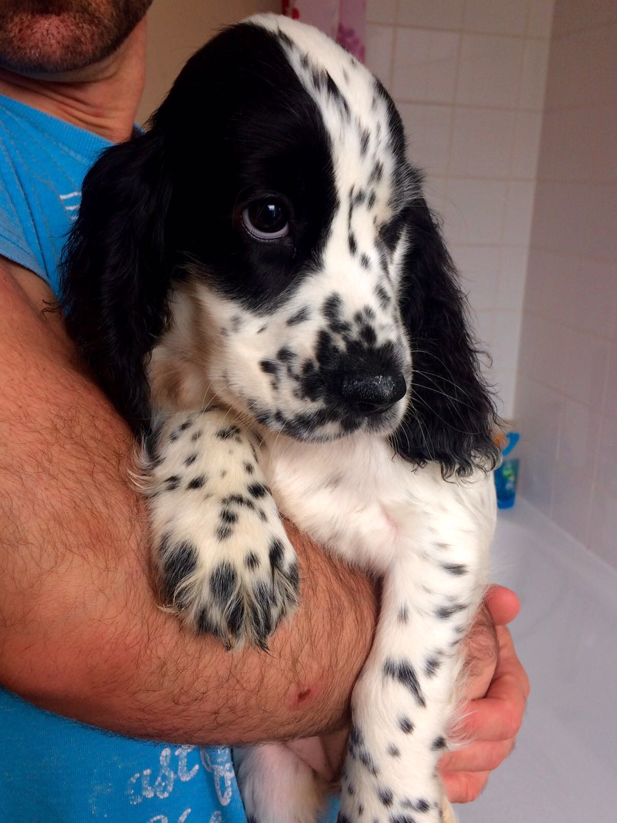 2 cocker spaniels left from litter of 6| Cocker Spaniel for Sale Near ...