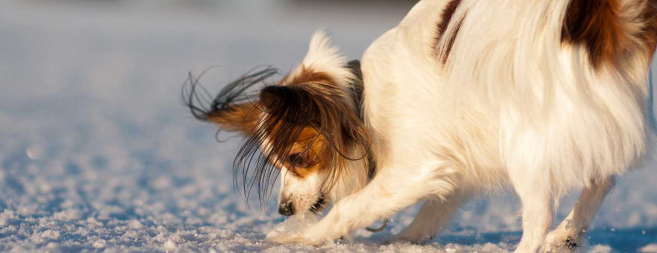 Papillon Dog Breed Information, Photos, Overview and Facts | Mypetzilla