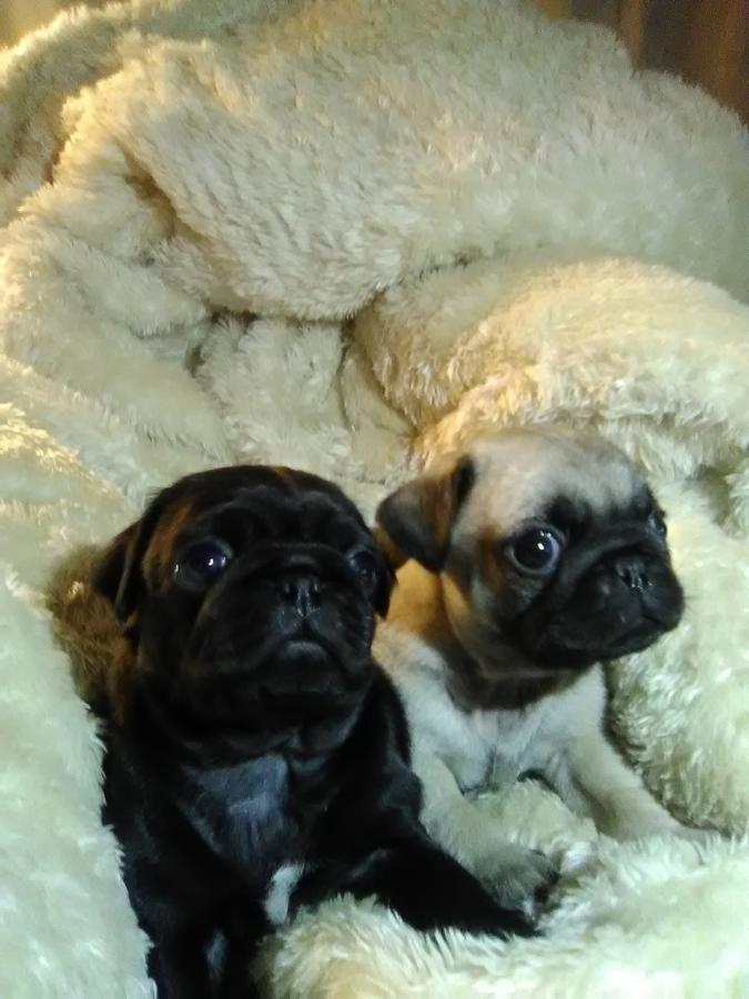 Beautiful Kc Pug Puppies| Pug for Sale Near Me in Nottinghamshire ...