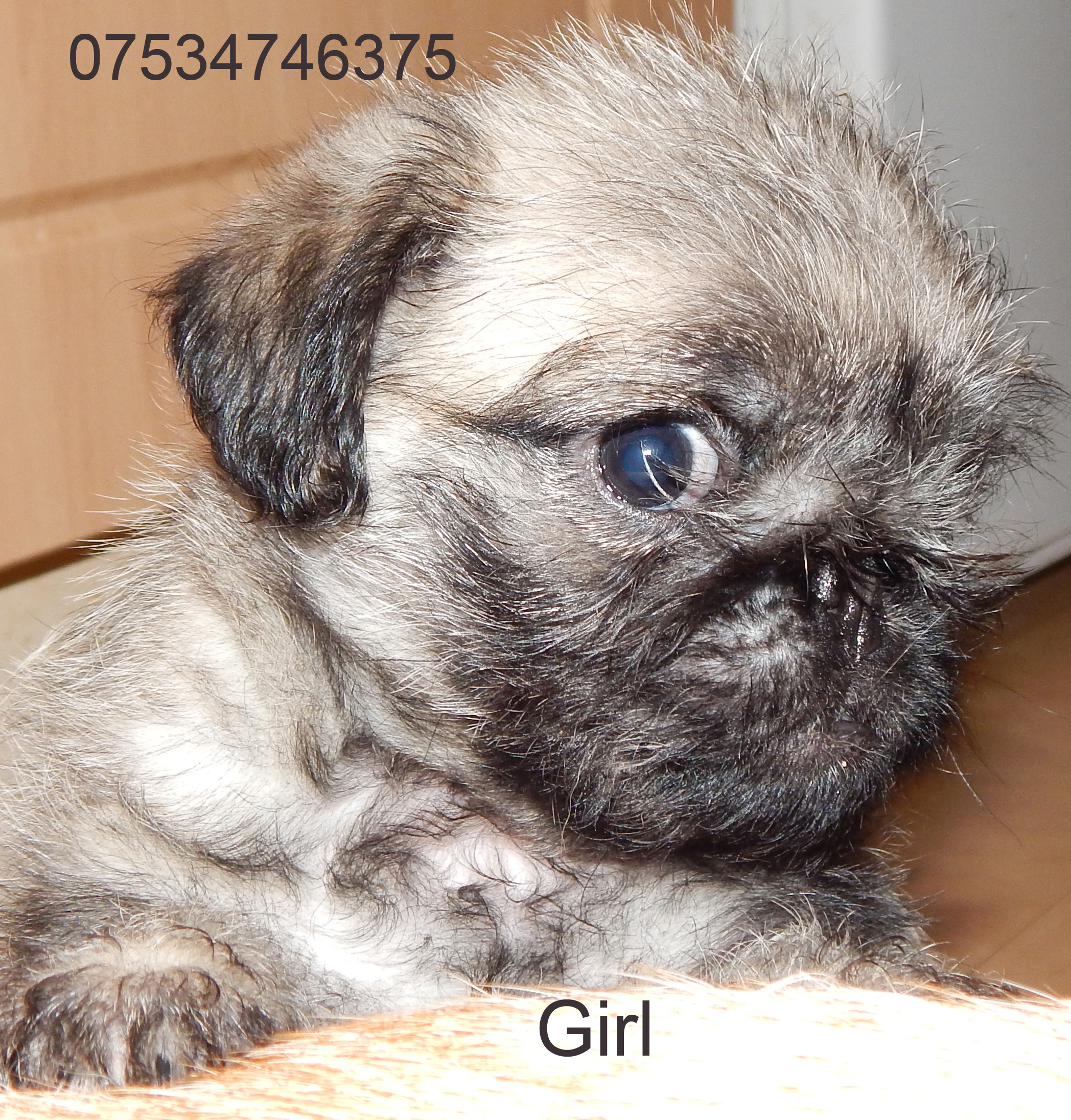 beautiful baby pugapoo girl| Mixed Breed for Sale Near Me in bristol ...