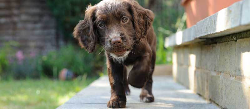 Sprocker Dog Breed Information, Photos, Overview and Facts | Mypetzilla