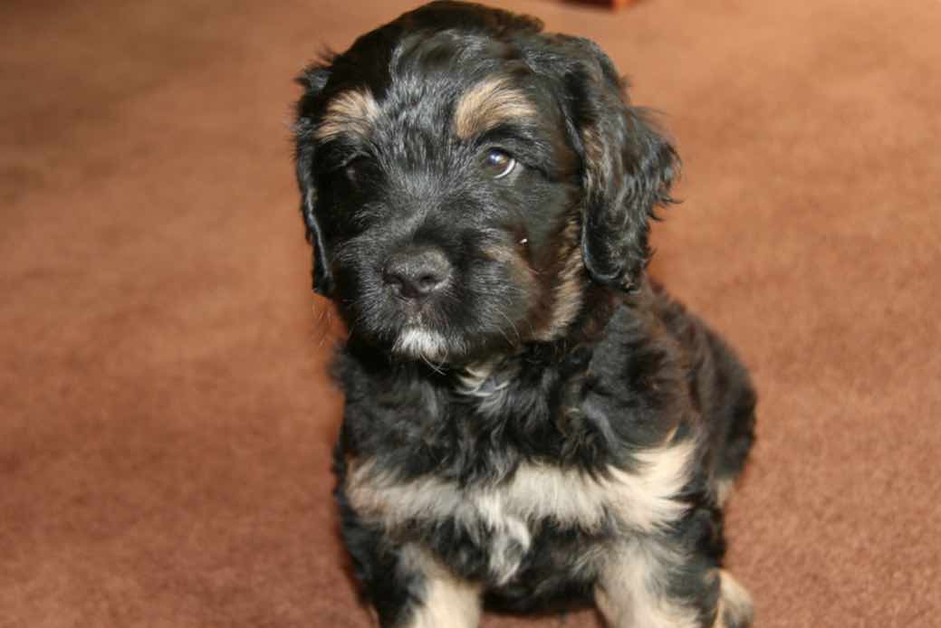 Portuguese Sheepdog | Dog Breeds Facts, Advice & Pictures | Mypetzilla UK