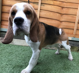 Beagle | Dog Breed Facts & Advice | Mypetzilla UK