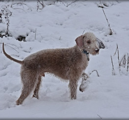 Bedlington Terrier | Dog Breeds Facts, Advice & Pictures | Mypetzilla UK