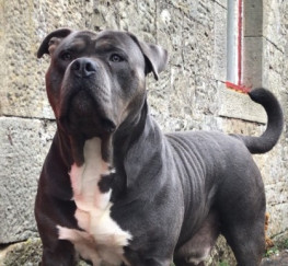 American Bulldog | Dog Breeds Facts, Advice & Pictures | Mypetzilla UK