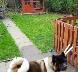 Akita | Dog Breed Facts & Advice | Mypetzilla UK