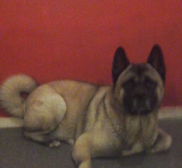 Akita | Dog Breed Facts & Advice | Mypetzilla UK