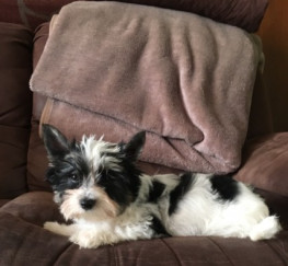 Biewer Terrier | Dog Breeds Facts, Advice & Pictures | Mypetzilla UK