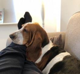 Basset Hound | Dog Breeds Facts, Advice & Pictures | Mypetzilla UK