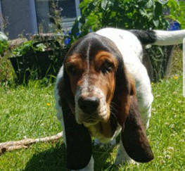Basset Hound Dog Breed Information, Photos, Overview and Facts | Mypetzilla