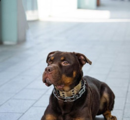 Rottweiler | Dog Breeds Facts, Advice & Pictures | Mypetzilla UK