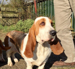 Basset Hound | Dog Breeds Facts, Advice & Pictures | Mypetzilla UK