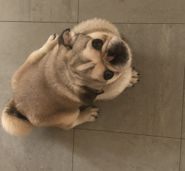 Pug | Dog Breed Facts & Advice | Mypetzilla UK