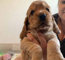 Cocker Spaniel | Dog Breed Facts & Advice | Mypetzilla UK