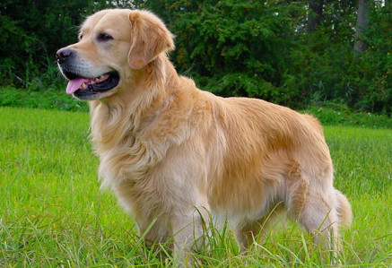Golden Retriever Dog Breed Information, Photos, Overview and Facts ...