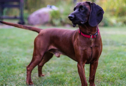 Bavarian Mountain Hound Dog Breed Information, Photos, Overview and ...