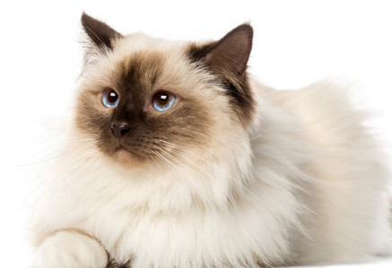 Birman Dog Breed Information, Photos, Overview and Facts | Mypetzilla