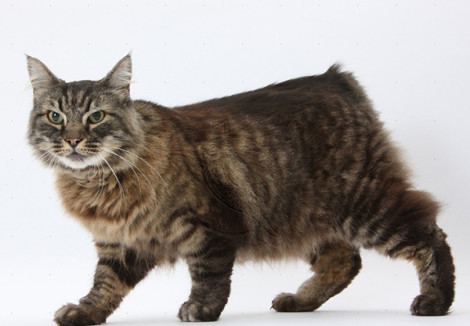 Manx | Cat Breeds Facts, Advice & Pictures | Mypetzilla UK