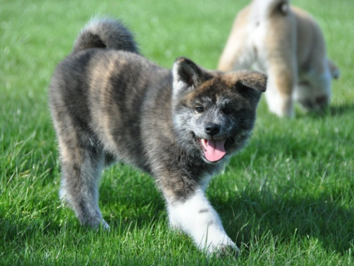 Mini Akita Dog