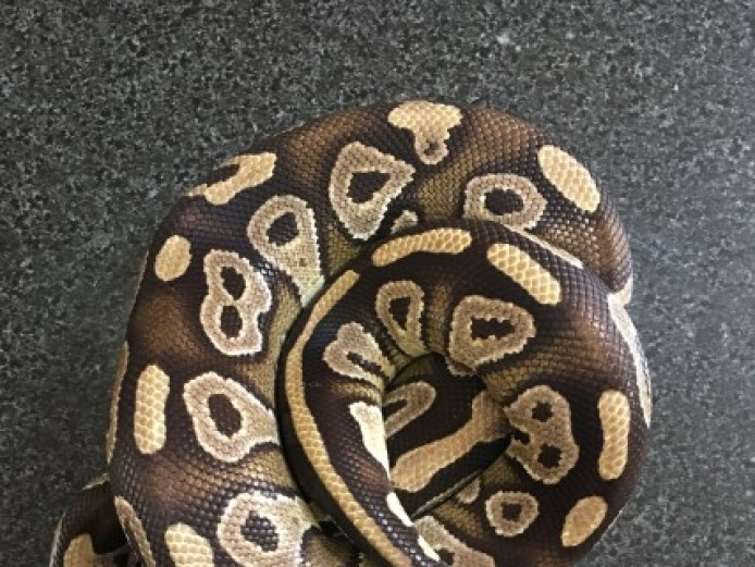 Royal Pythons For Sale | Python Snake for Sale | Merseyside | Mypetzilla