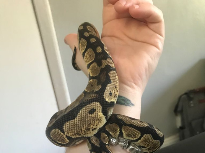 Royal Pythons For Sale| Python Snake for Sale Near Me in Kidderminster ...