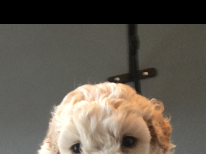 Adorable cavachon x jackapoo puppies | Mixed Breed for Sale Near Me in ...