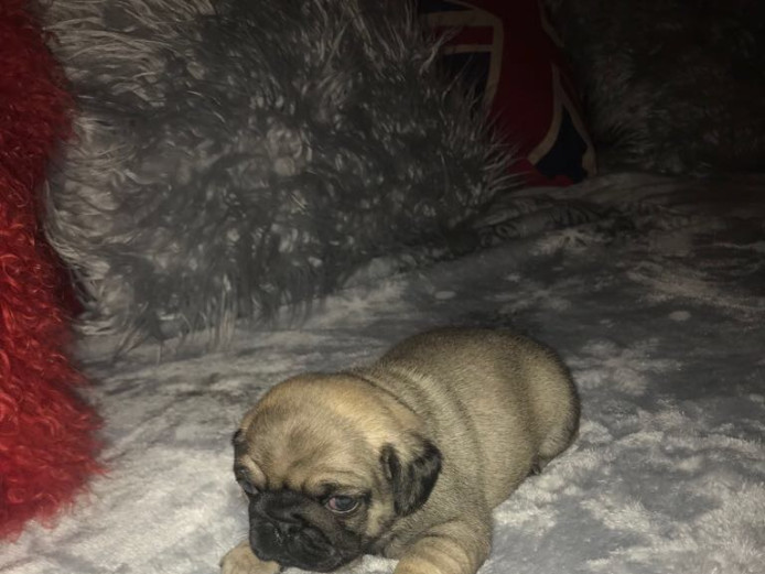 BEAUTIFUL HEALTHY CHUNKY PUG PUPPIES FOR SALE| Pug for Sale Near Me in ...