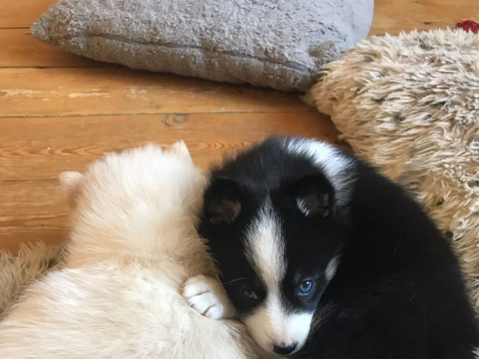 Pomsky f2 Puppies | Mixed Breed for Sale Near Me in Swindon| Mypetzilla UK