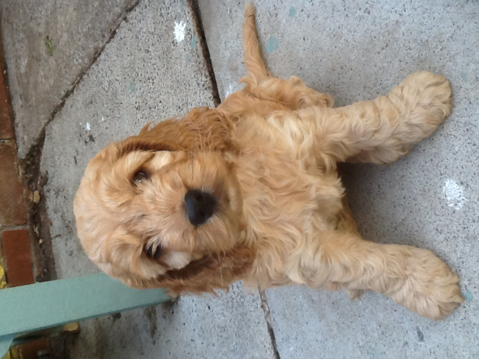 Stunning Red Fox Cockerpoo Puppy| Cockapoo for Sale Near Me in Somerset ...